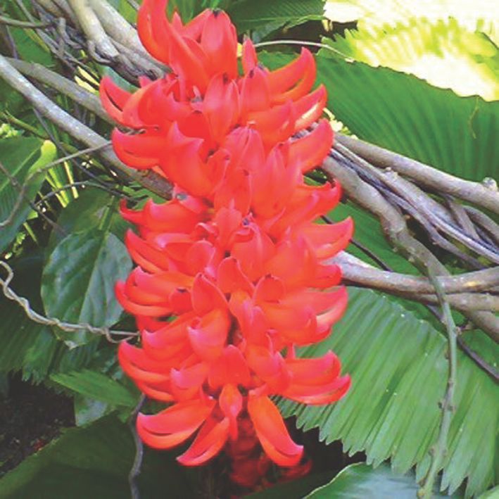 Garden of the Sleeping Giant red flower – FIJI Shores and Marinas