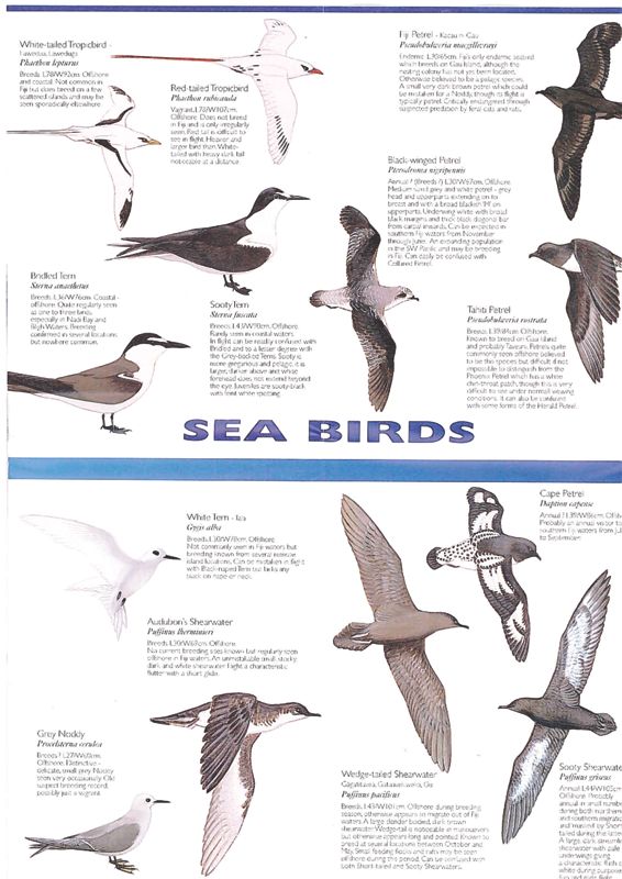 Fiji Petrel Migration – Tubenoses Project – FIJI Shores and Marinas