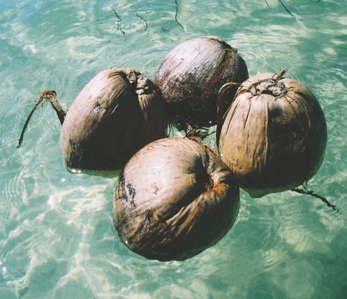 Go Nuts with a Coconut or Two – FIJI Shores and Marinas