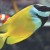 Fish with Attitude – Poisonous Fish in Fiji – FIJI Shores and Marinas