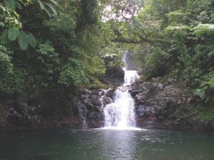 Taveuni – Yesterday, Today and Tomorrow… – FIJI Shores and Marinas