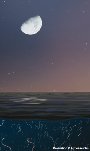 Balolo Rising in Fiji – FIJI Shores and Marinas